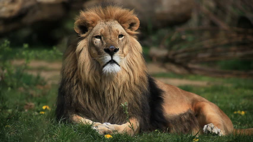 Lion Stock Footage Video | Shutterstock