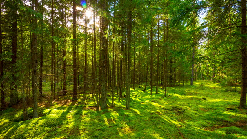 วิดีโอสต็อกของ summer forest and the sun, 4k | 7375465 | Shutterstock