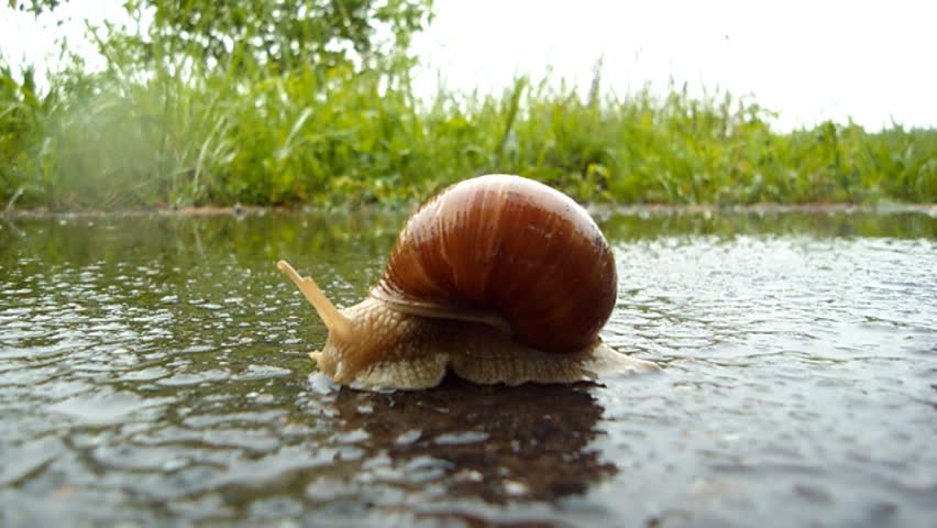 A Snail in the Rain Stock Footage Video (100% Royalty-free) 739345 ...