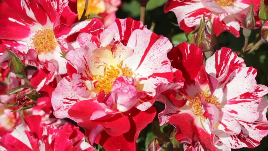 A Closeup of a Climbing Stock Footage Video (100% Royalty-free) 739795 ...