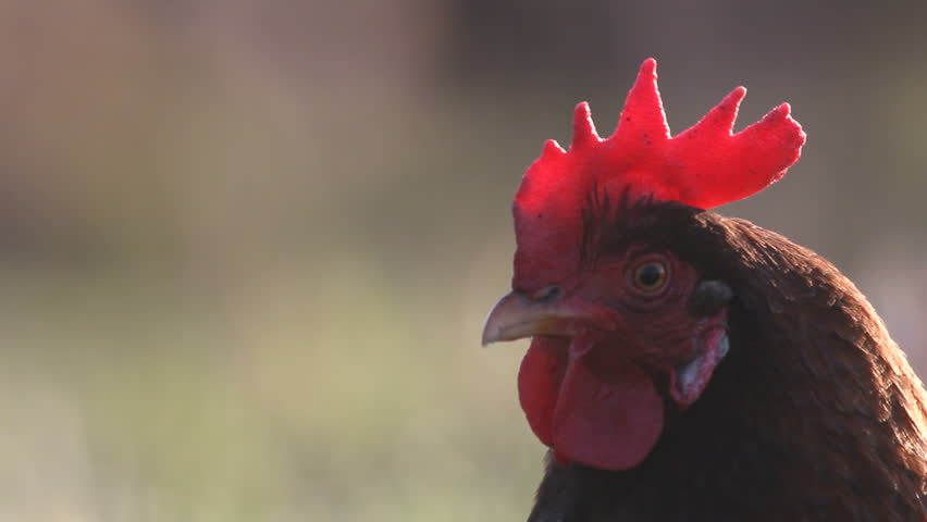 Chicken Close-up image - Free stock photo - Public Domain photo - CC0 ...