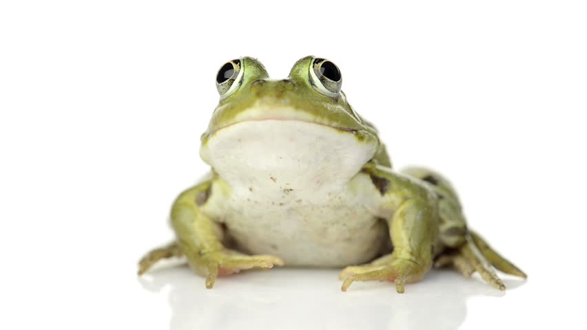 Frog view Stock Video Footage - 4K and HD Video Clips | Shutterstock