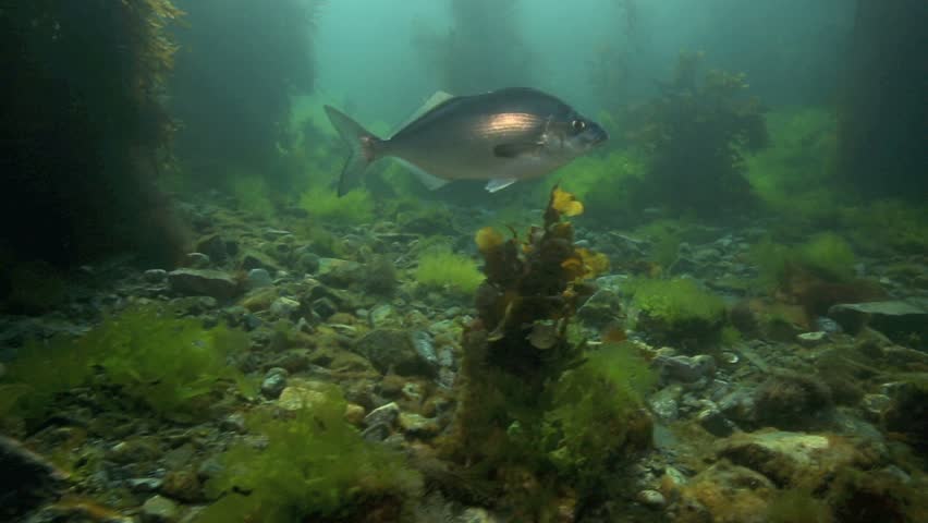 Blue Moki (trumpeter) Fish Underwater Stock Footage Video (100% Royalty ...