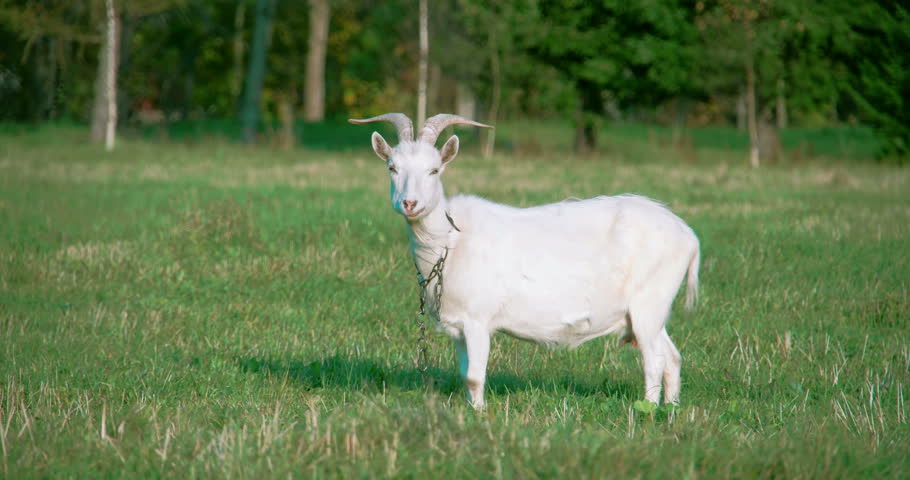 A White Domestic Goat Standing Stock Footage Video (100% Royalty-free ...