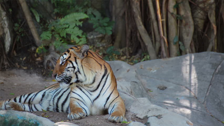 Tiger Lay Down and Looking Stock Footage Video (100% Royalty-free ...