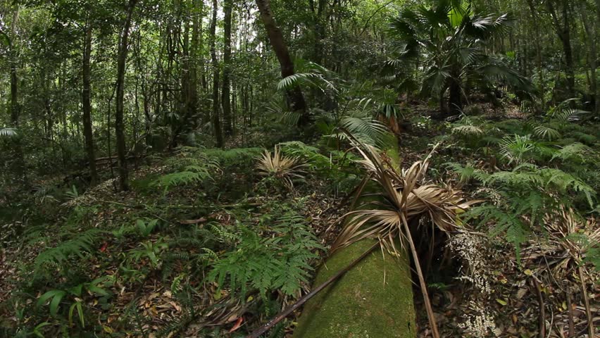 Temperate Rainforest Australian Landscape The Eastern Australian ...