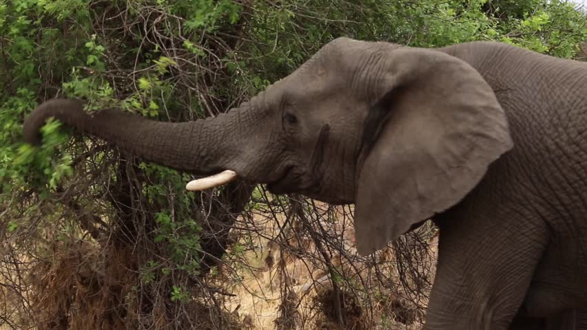 Stock video of african elephant using his trunk to | 7903135 | Shutterstock