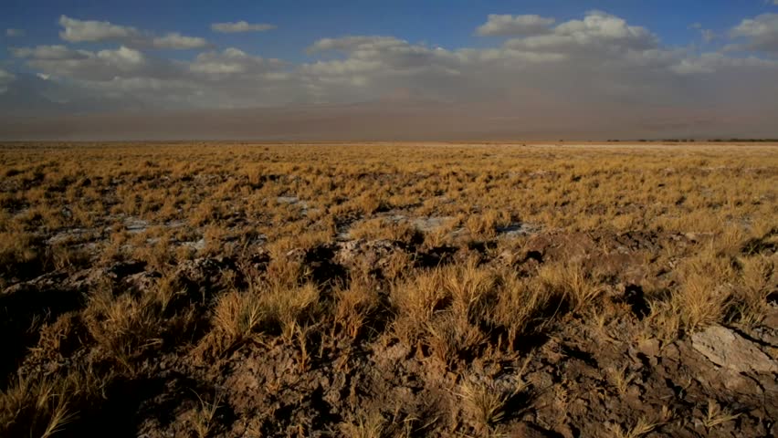 Animal Carcass Lies On The Desert Of Atacama In Chile. Desert Animals ...