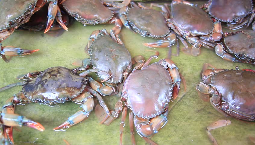 Group Of Blue Crabs In The Small Pool 스톡 동영상 비디오 7979404 | Shutterstock