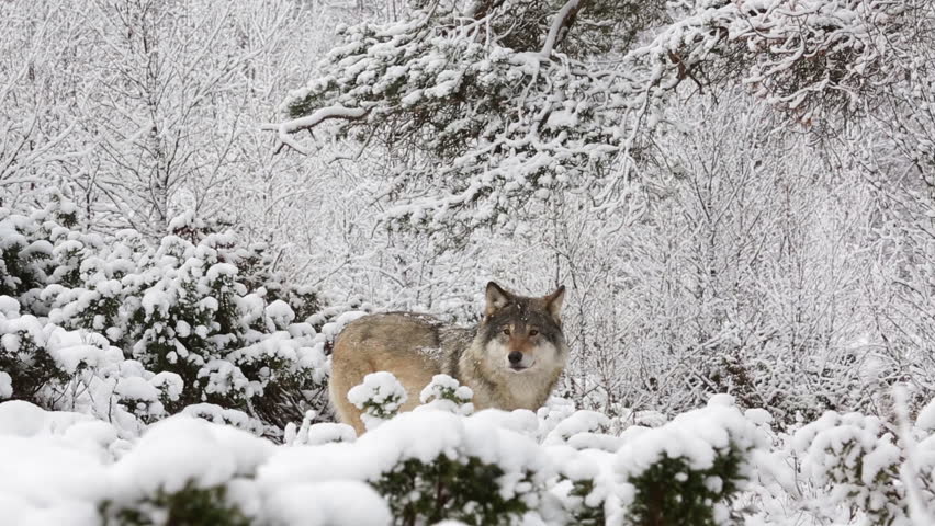 Eurasian Wolf In Winter Scenery. Wolf Pack Looking Around Alerted Stock ...