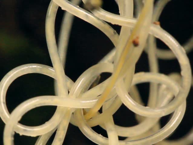 Larva Of A Rodent Bot Fly (Cuterebra Sp.). A Parasite Of Rodents ...