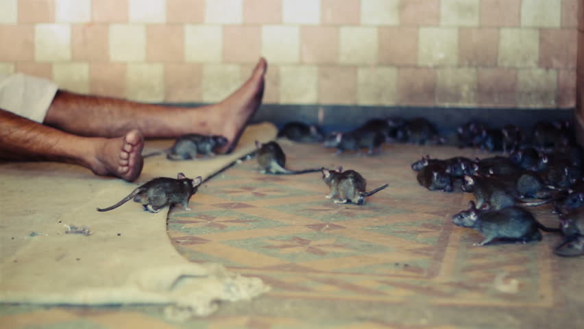 Man Sleeping Among Rats. Stock Footage Video (100% Royalty-free ...