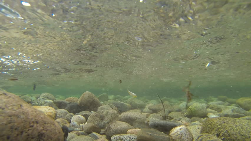 Rocky River Bottom. Stock Footage Video 15112147 | Shutterstock