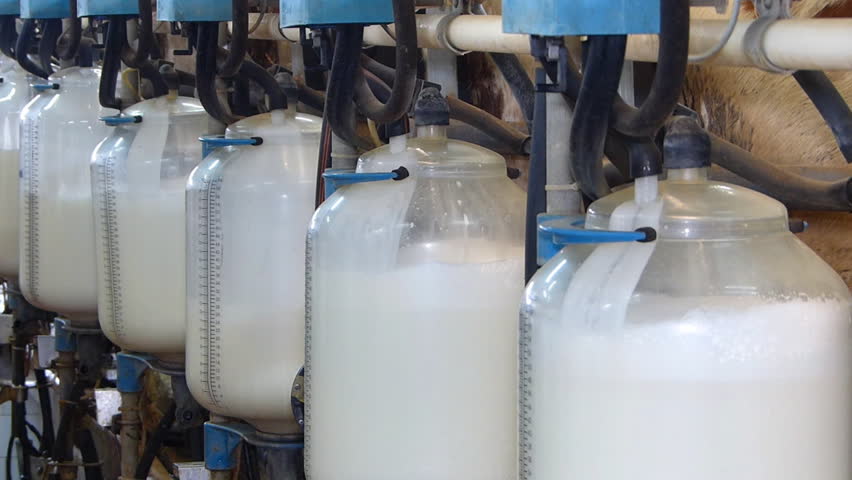 Milking Cows On Farm, Working With Dairy Equipment, Collage. Milk ...