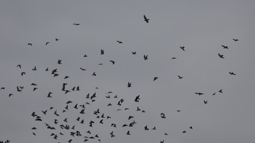 Large Group Of Small Birds Flying Close Together Hunting Insects ...