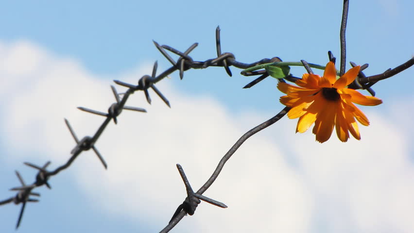 Barbed Wire Flowers