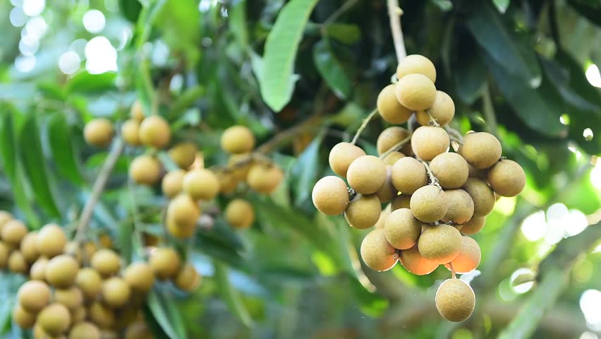 Longan Orchards -tropical Fruits Longan Stock Footage Video (100% ...