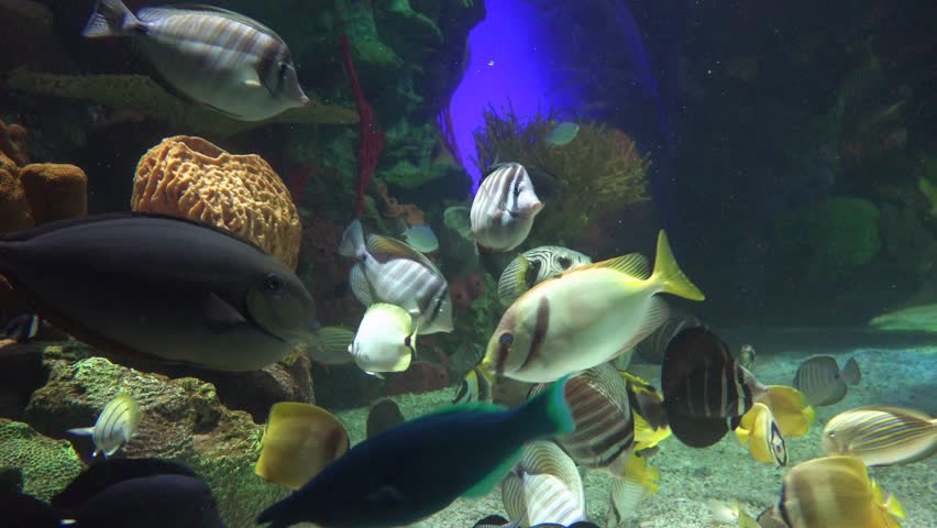 Corals And Exotic Marine Fish. Ocean Life. The Oceanarium. Scene Under ...