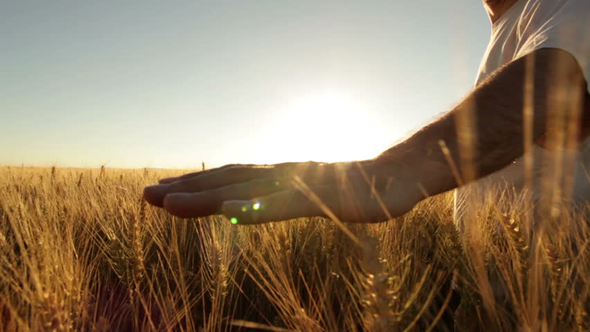 Wheat Farms and Fields image - Free stock photo - Public Domain photo ...
