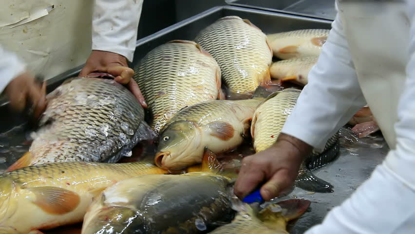 Manual Cleaning of Carp Fish Stock Footage Video (100% Royalty-free ...