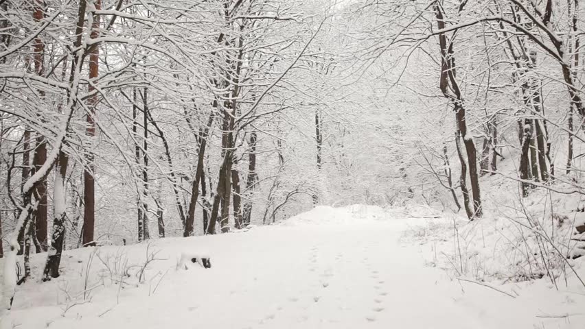 CINEMAGRAPH, 1080p, Falling Snow In The Winter Forest, Loop Stock ...