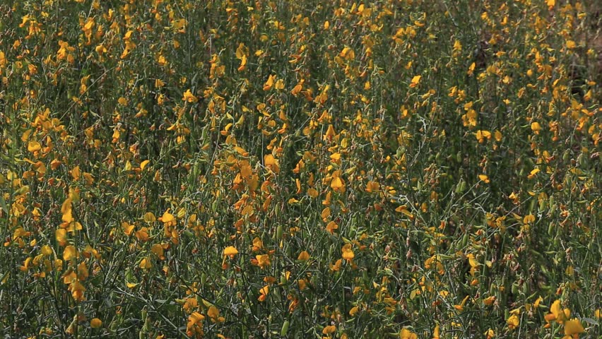 Sun Rising at Dawn Stock Footage Video (100% Royalty-free) 8664625 ...