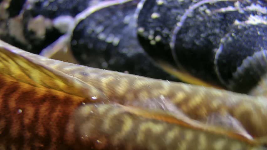 Undulating Dorsal Fin Marine Fish Stock Footage Video (100% Royalty ...