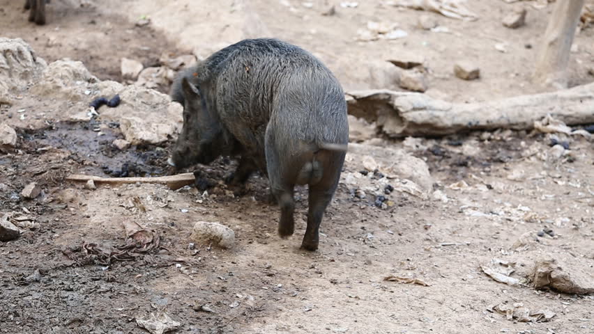 1930s - Life Along The Amazon River In Brazil During The Rubber Boom Of ...