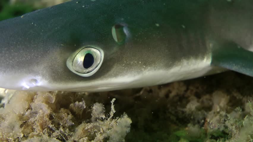 Dogfish Stock Footage Video | Shutterstock