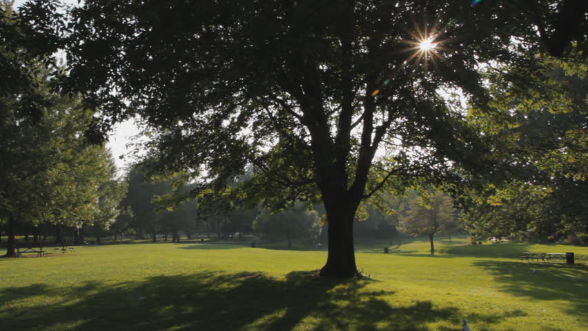 Big, Beautiful Green Tree In The Park. Sound Of Wind In The Leaves ...