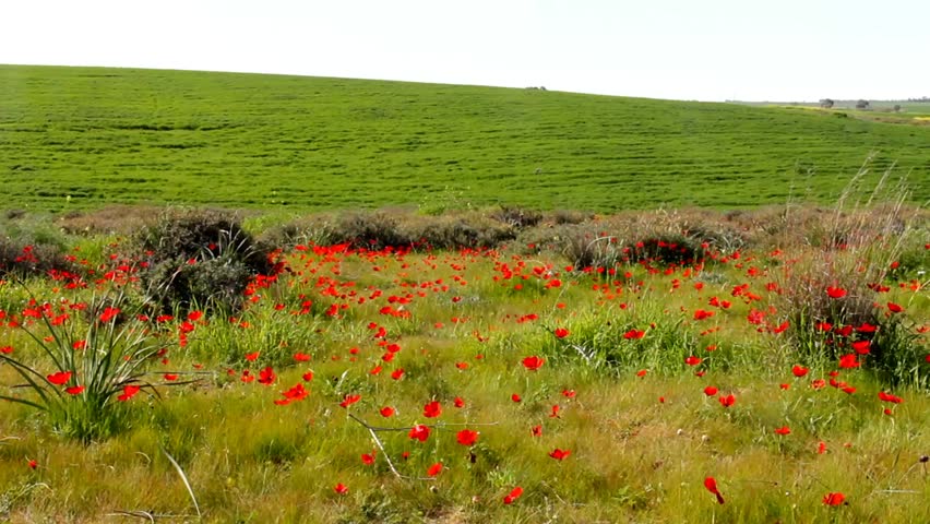 Spring Blossoming Of Red Anemones Flowers At The Negev Desert. Israel ...