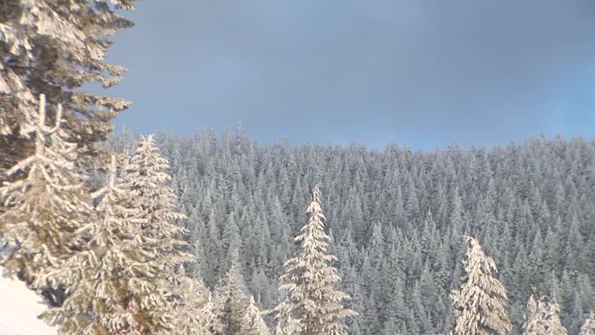 Winter Trees Snow Covered Trees At Wintertime Up On Mount Spokane In ...