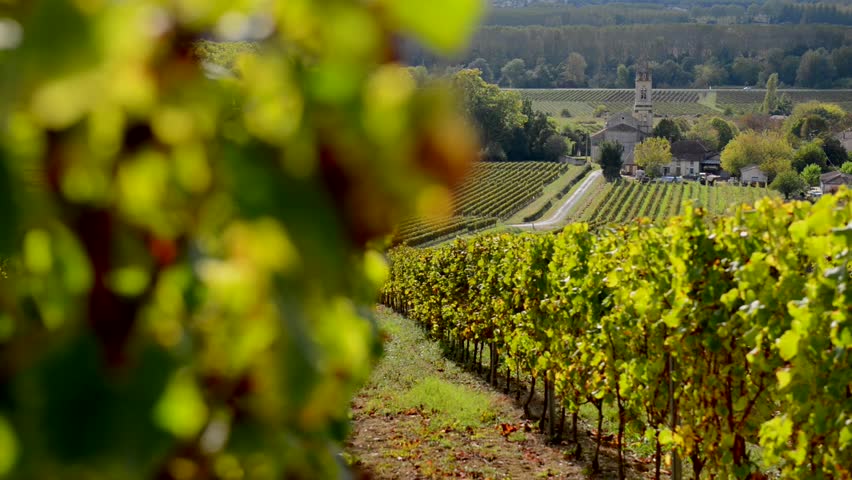 Bordeaux Vineyard in Autumn Stock Footage Video (100% Royalty-free ...