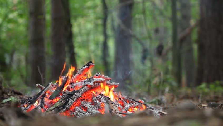 Bonfire in the Woods Stock Footage Video (100% Royalty-free) 900175 ...