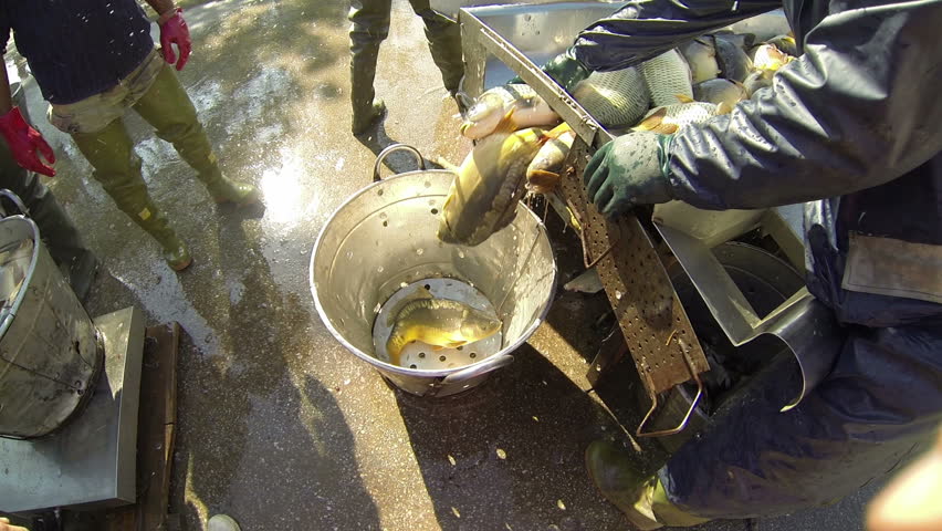 Harvesting Fish At Fish Farm. Teamwork Of Fishermen On The Commercial ...