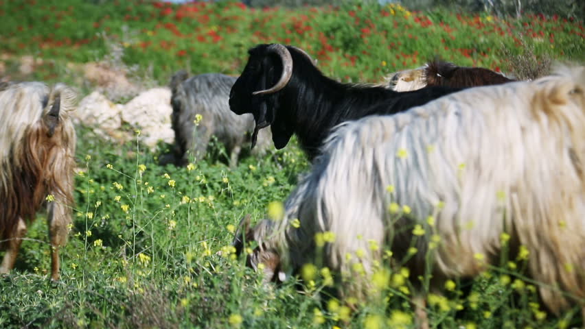 A Herd Of Goats In Southern Lebanon. Southern Lebanon Has Featured ...