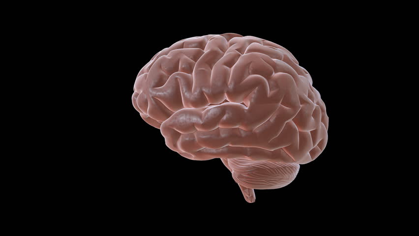 Brain - Animation Stock Footage Video 965245 | Shutterstock
