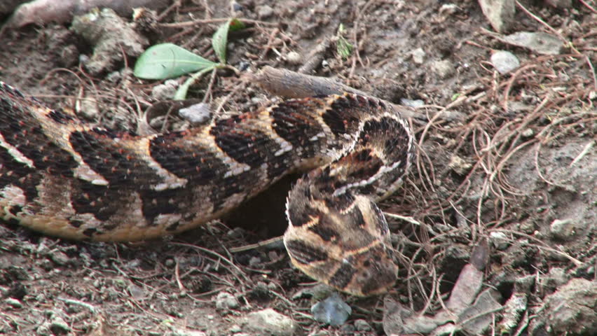 Stock video of zoom out of a puff udder | 9634535 | Shutterstock