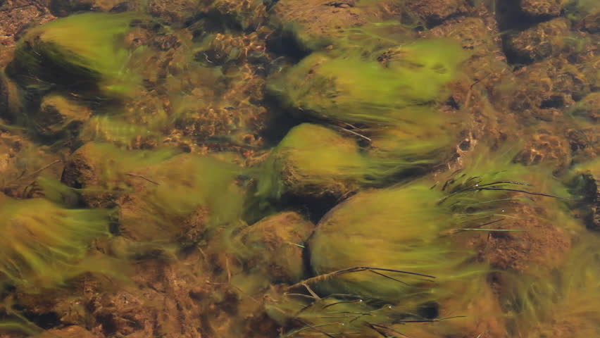 Stock video of green algae in stream - green | 9652625 | Shutterstock