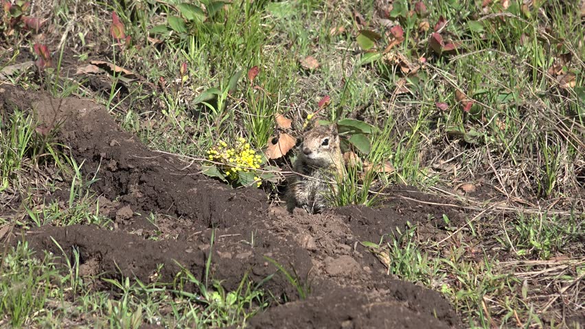 Stock Video Clip of Golden-mantled Ground Squirrel Lone Spring Hole ...