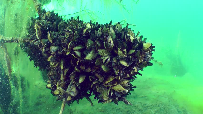 Zebra Mussel Colony Stock Video Footage - 4K and HD Video Clips ...