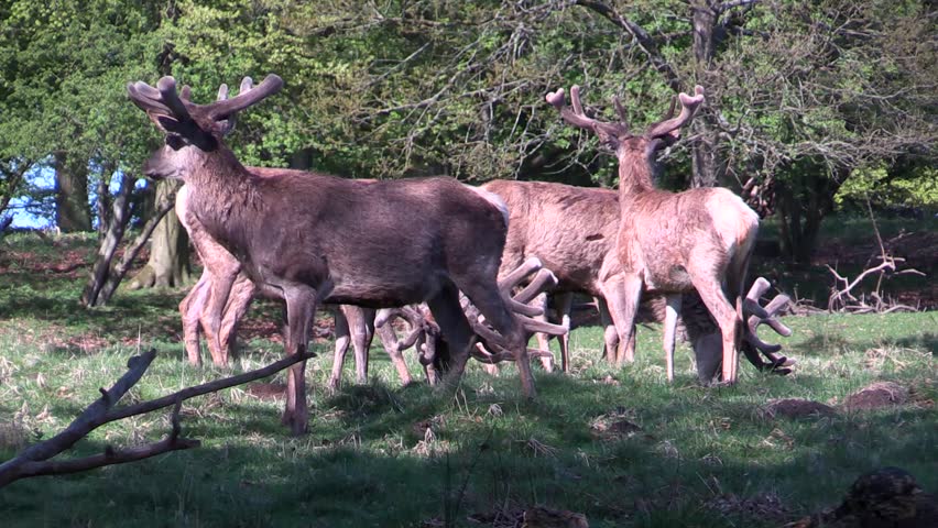 Close Up Of Young Deer In Park, Denmark Stock Footage Video 1007704399 ...