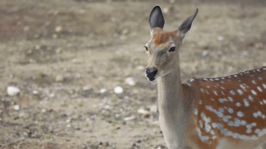 Sika Deer (cervus Nippon) Young Stag And Female. The Sika Deer Is ...