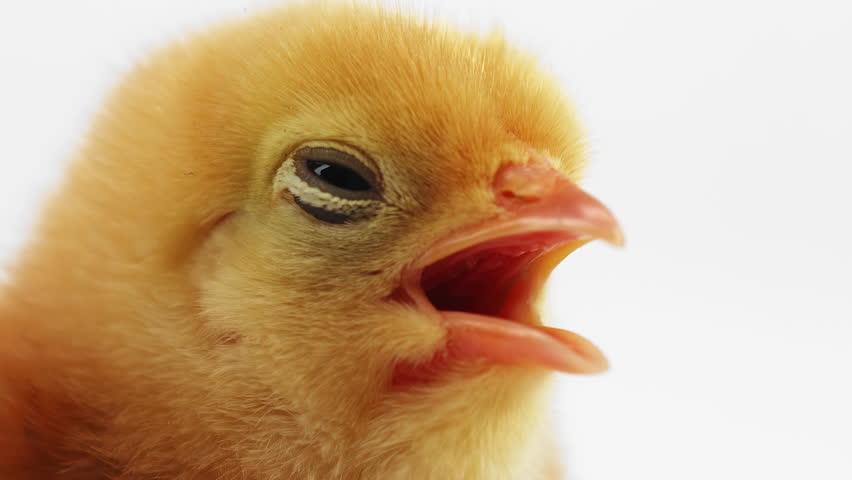 Baby Chick Chirping On A White Background Stock Footage Video 9976559 ...